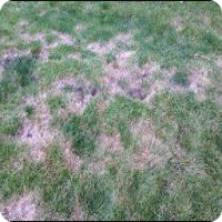 TruGreen Lawn Assessment Application